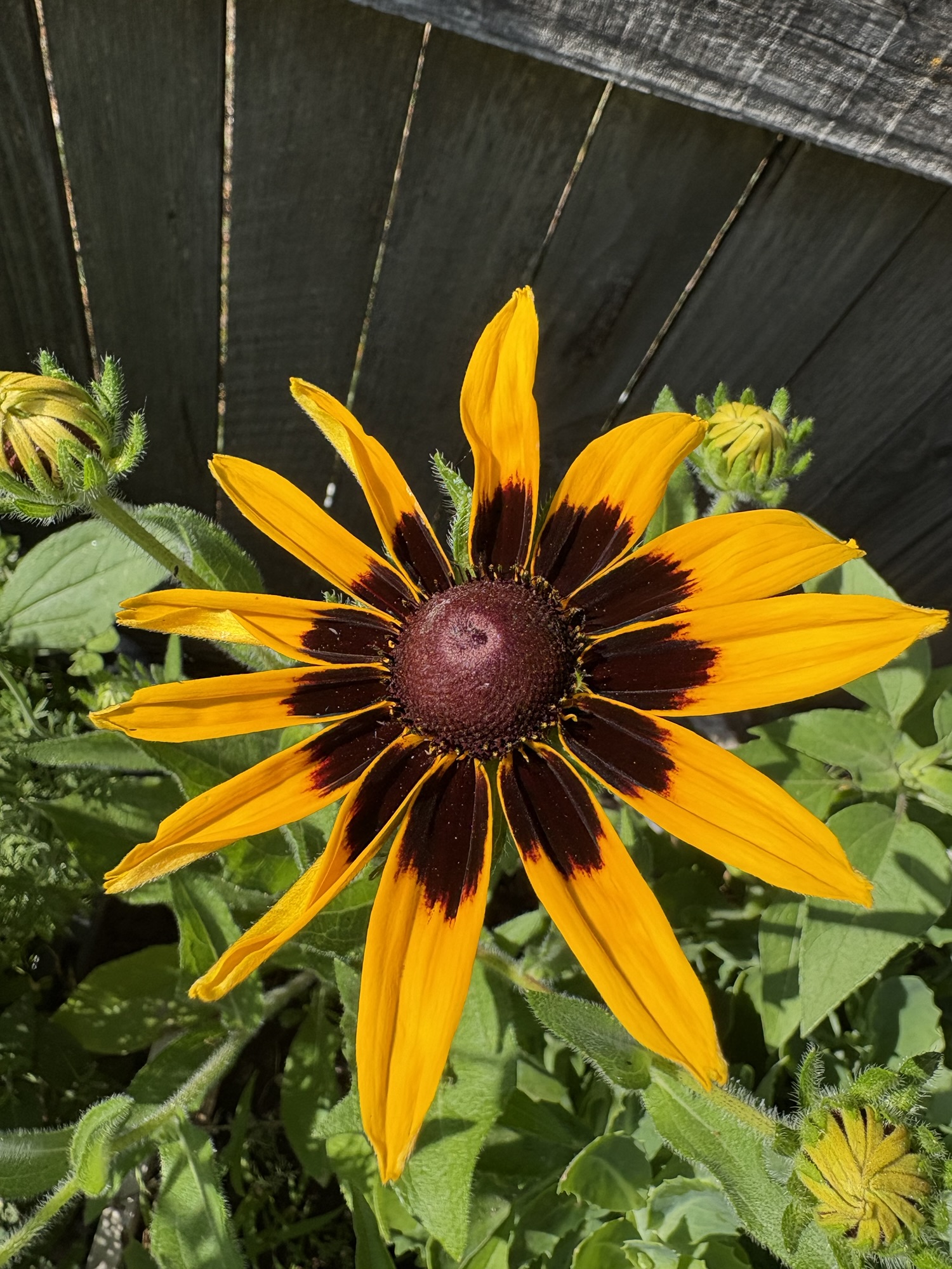 Midsummer – Goodwork Almanac